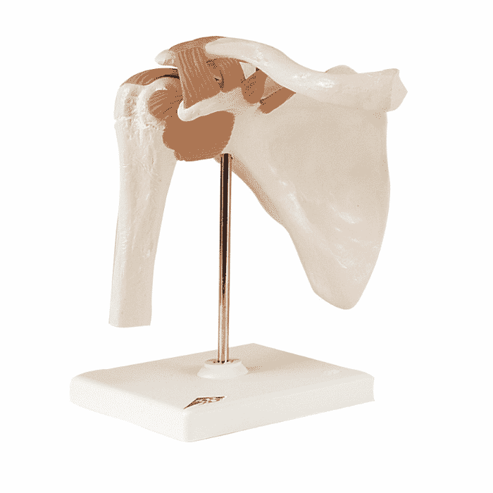 3B Scientific Functional Shoulder Joint Model | Remington Medical